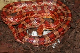 Skötsel av orm - Mälaren Smådjursklinik